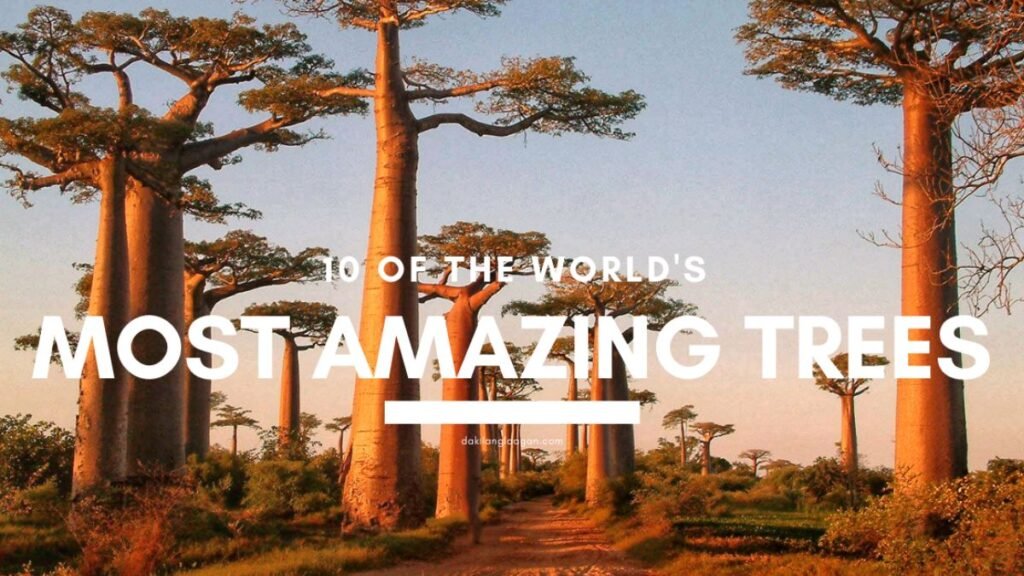 Top 10 Trees in the World: Nature's Majestic Wonders - खबर तेज़